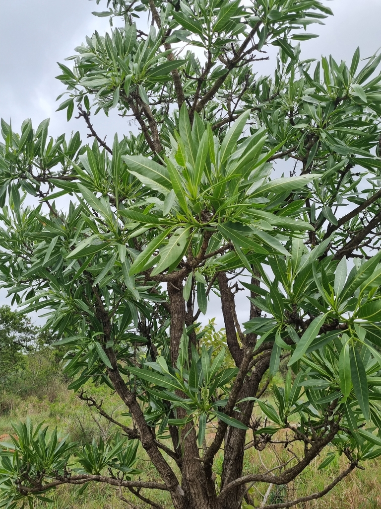 Braille Bride's Bush from Namaacha, Mozambique on November 14, 2022 at ...