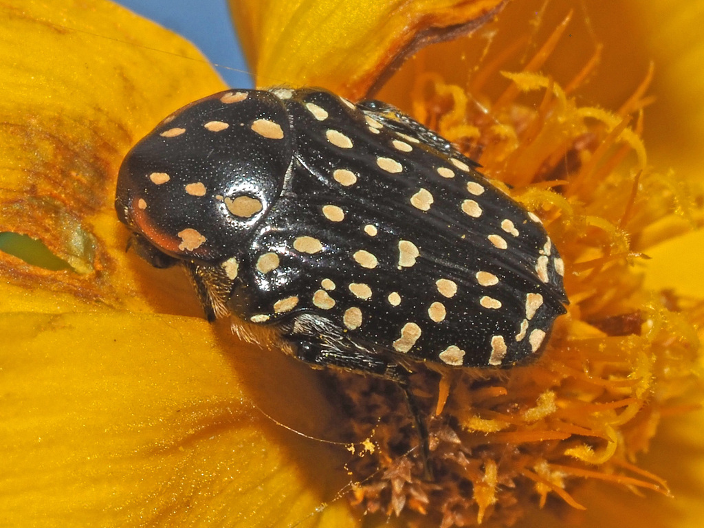Common Dotted Fruit Chafer (Mbuluzi Beetles) · iNaturalist