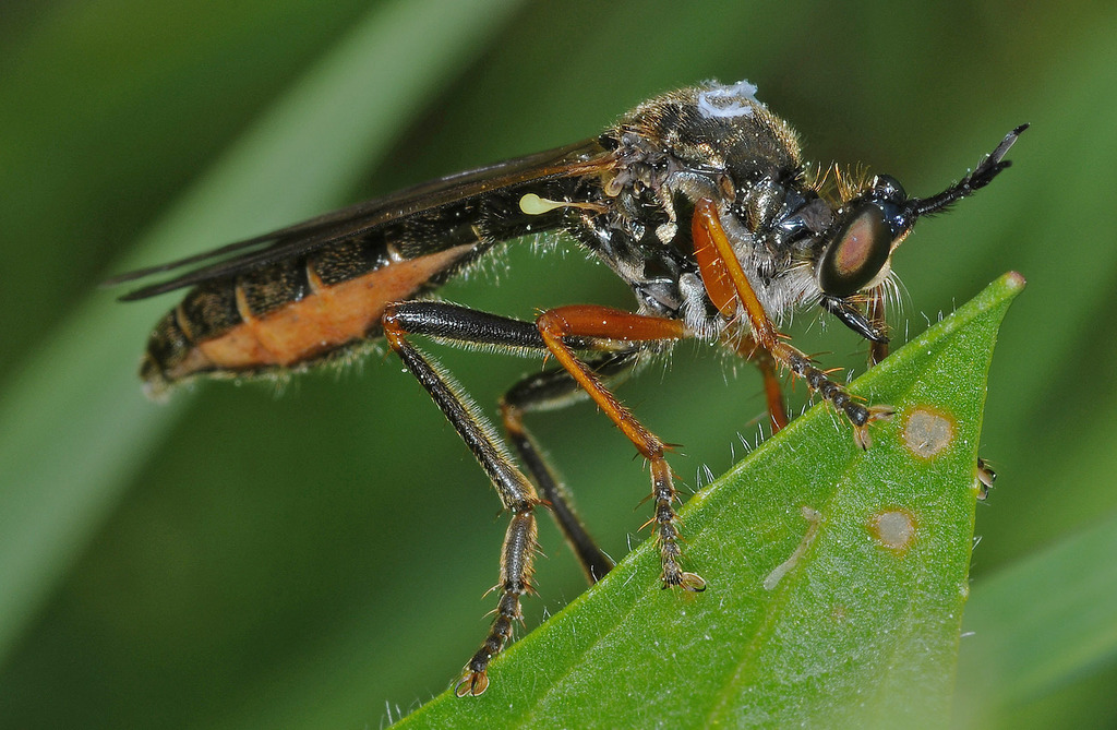 common red-legged robberfly from Mühl Rosin, Deutschland on May 30 ...