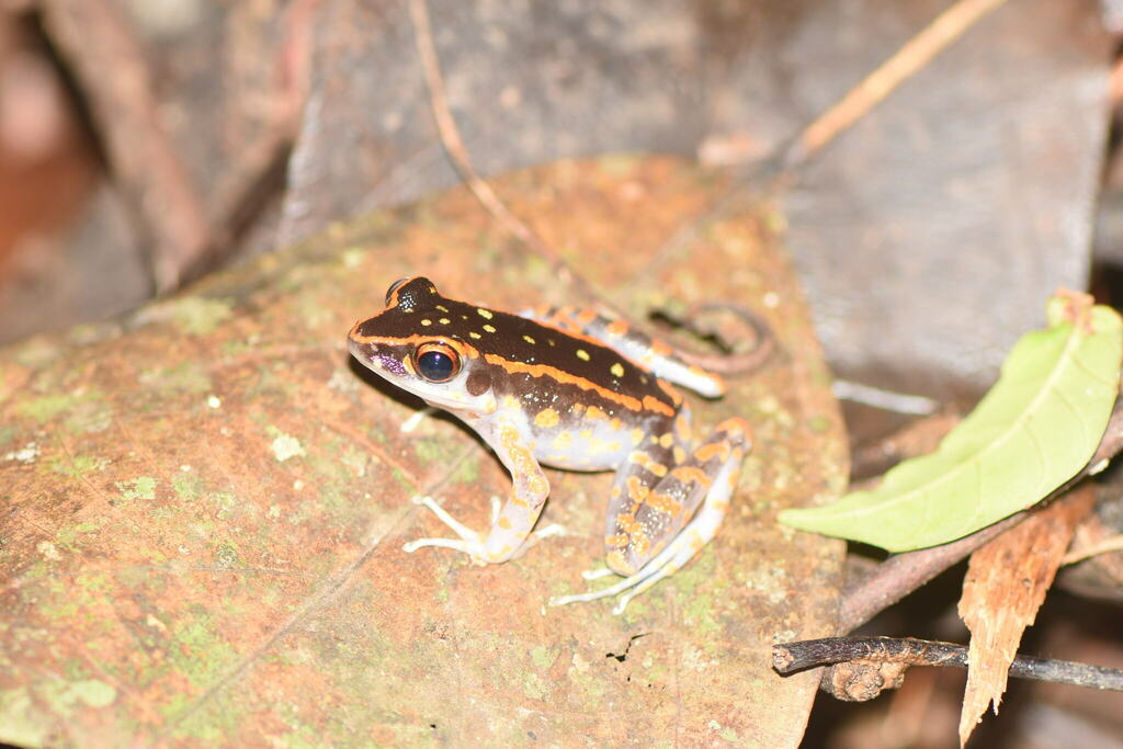 Splendid Stream Frog from South Tapanuli Regency, North Sumatra ...