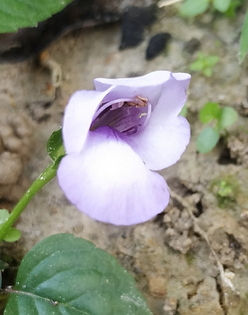 Asiatic Wishbone Flower from Bongal Gaon Bor-Namghar on November 12 ...