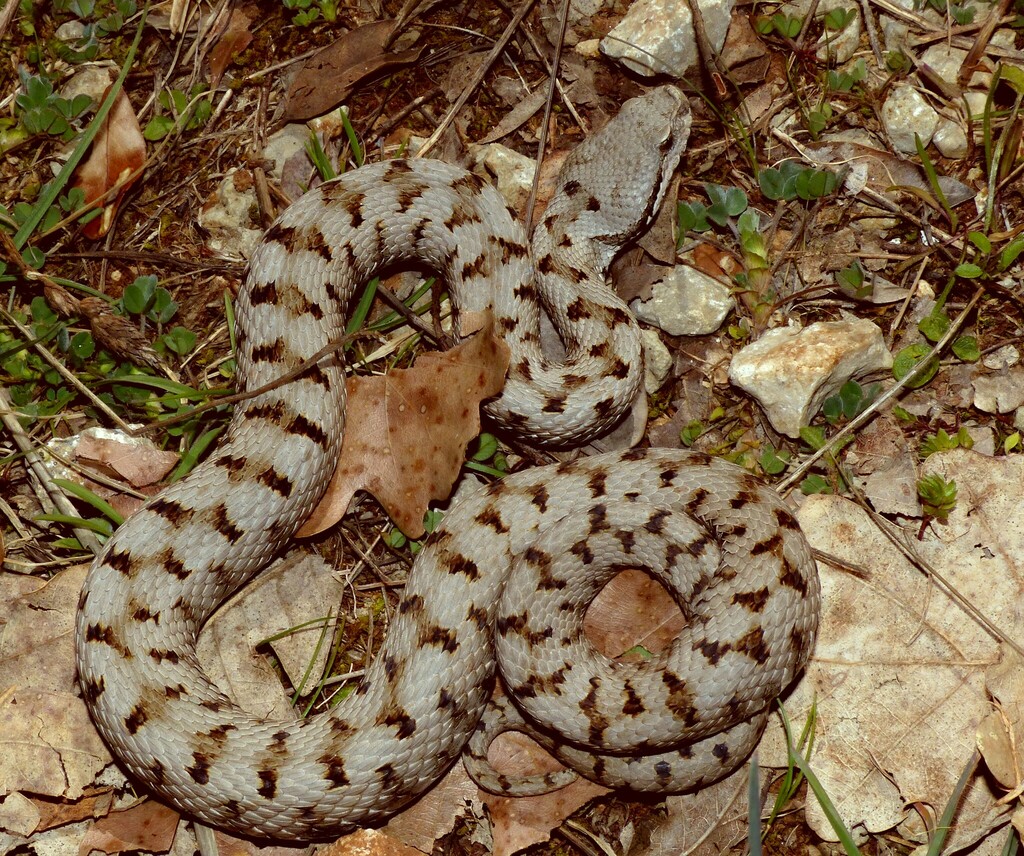 Asp Viper (Vipera aspis) - Snakes and Lizards