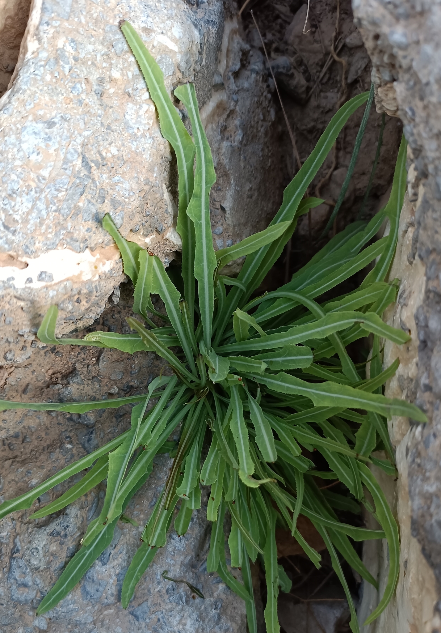 Launaea lanifera Pau