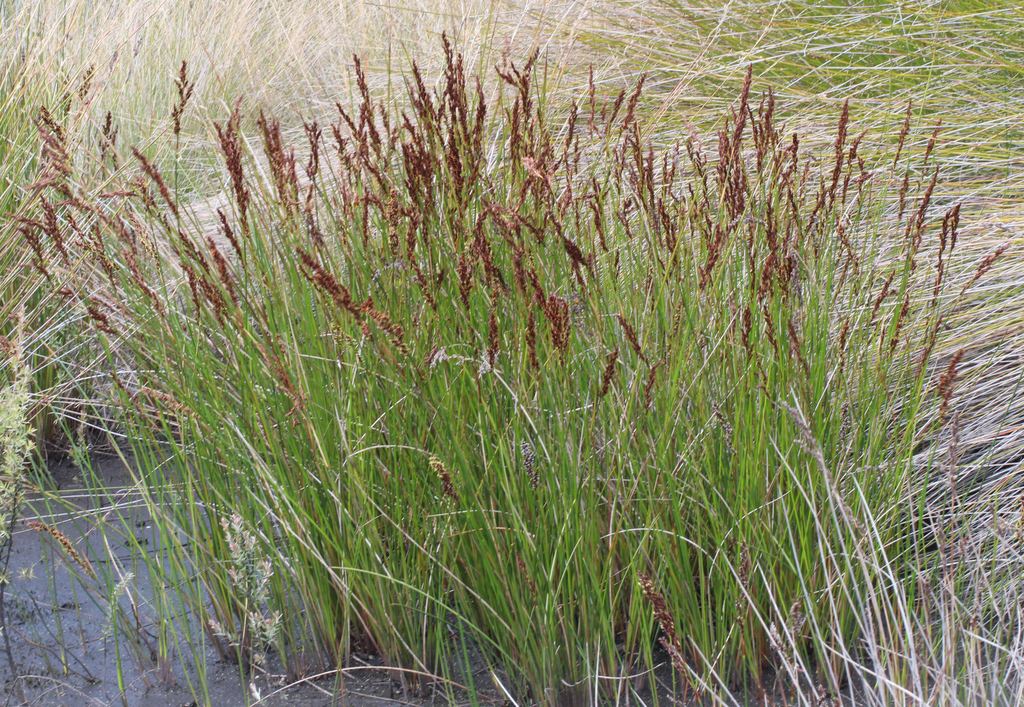 Pakihi Rush (Machaerina teretifolia) - Botanical Realm