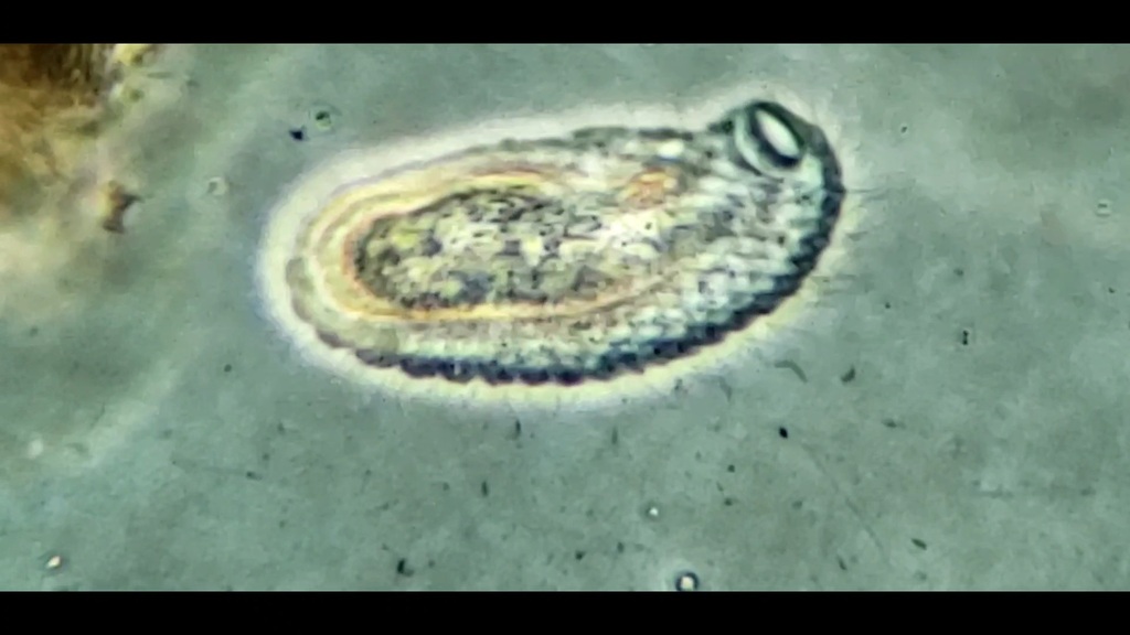 Cryptopharynx setigerus from Springs, NY 11937, USA on October 27, 2020 ...