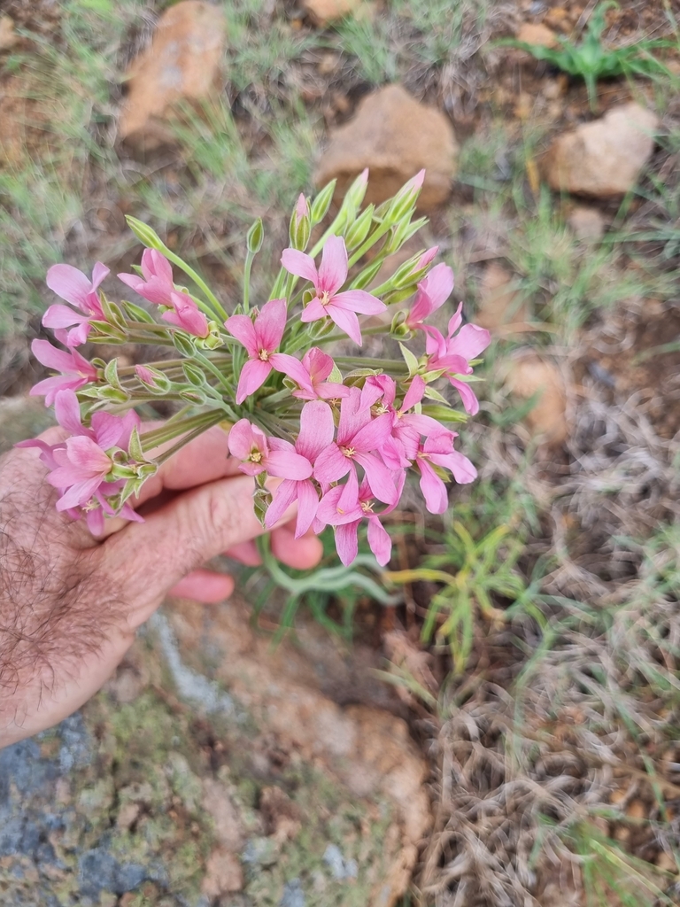 Lurid Storksbill from Namaacha, Mozambique on November 14, 2022 at 01: ...