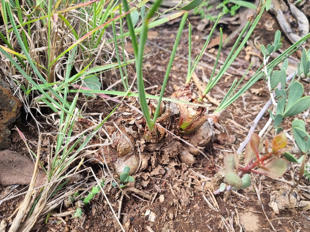 Hyacinth subfamily from Namaacha, Mozambique on November 14, 2022 at 01 ...