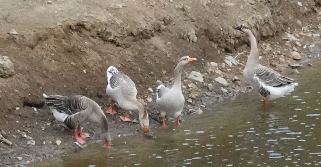 Domestic Greylag × Domestic Swan Goose from Santa Cruz de Tenerife ...