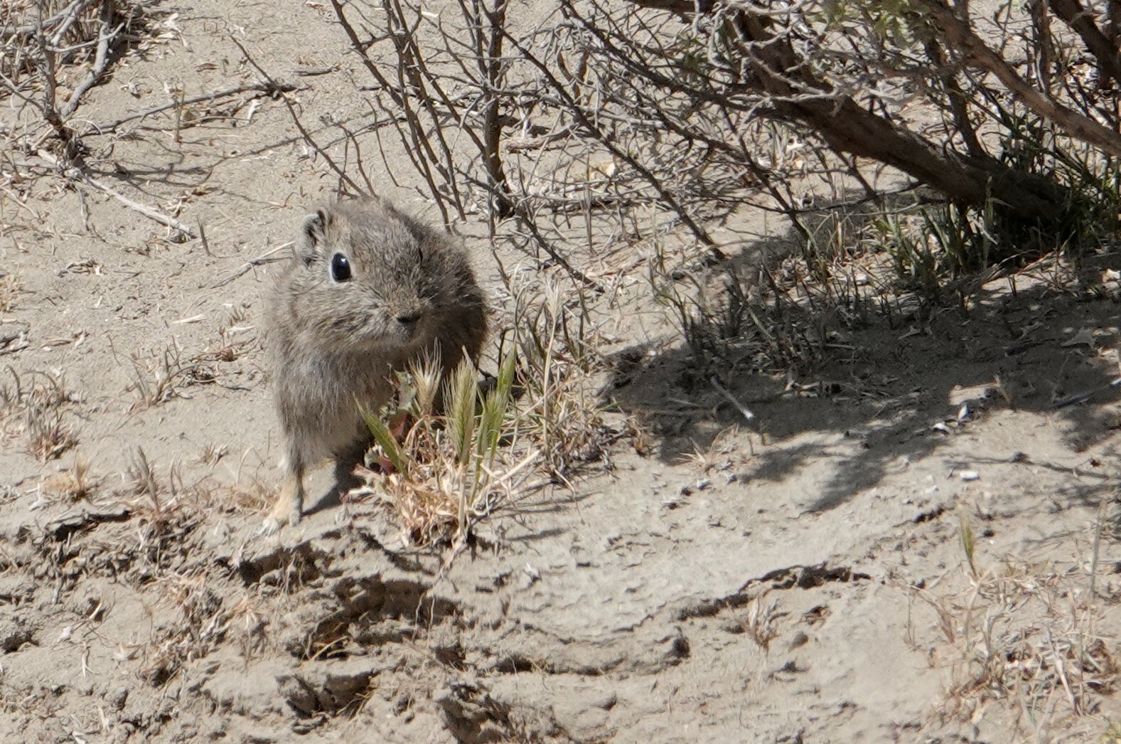 Microcavia H.Gervais & Ameghino, 1880