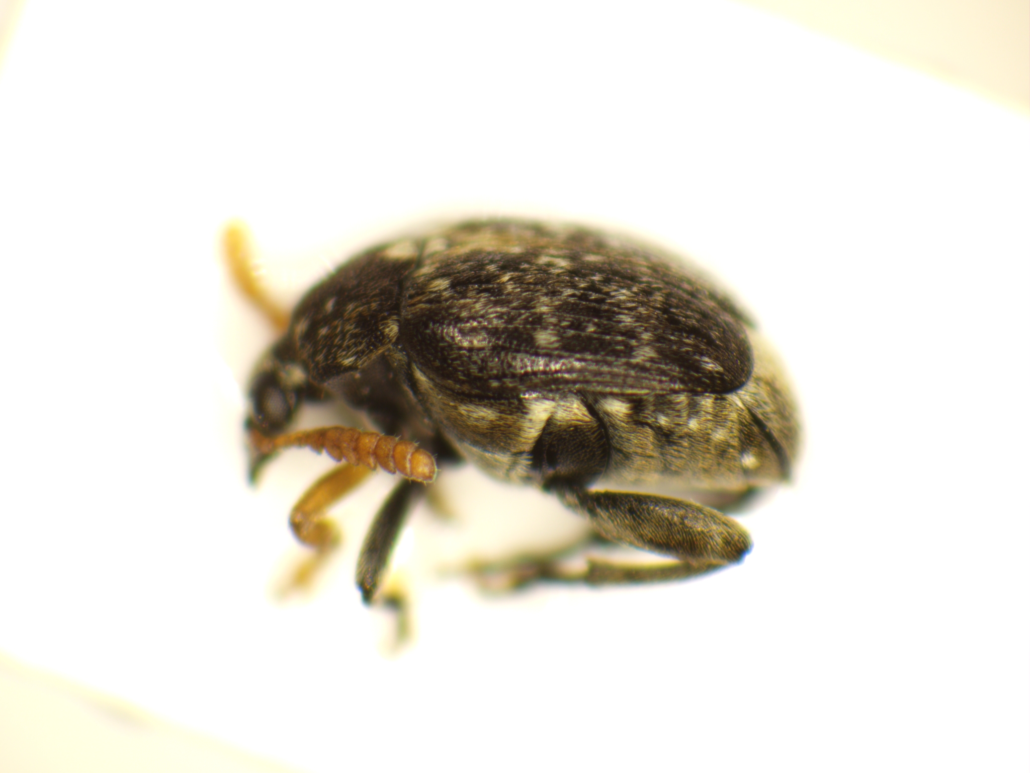 Bruchus brachialis Fåhraeus, 1839