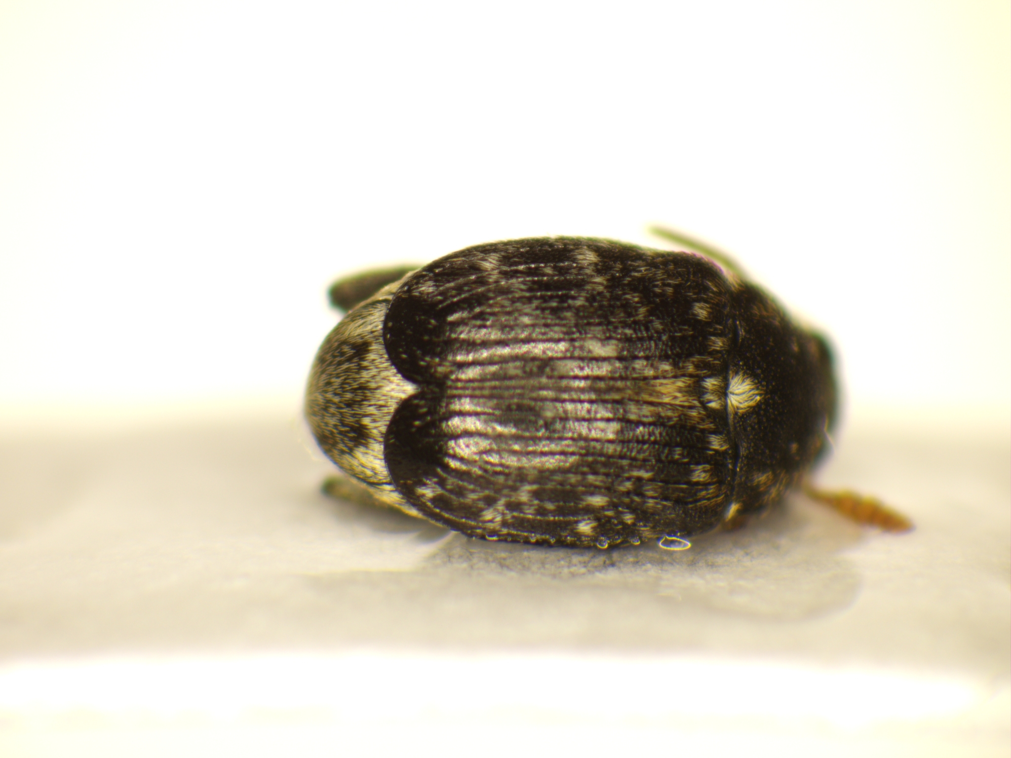 Bruchus brachialis Fåhraeus, 1839