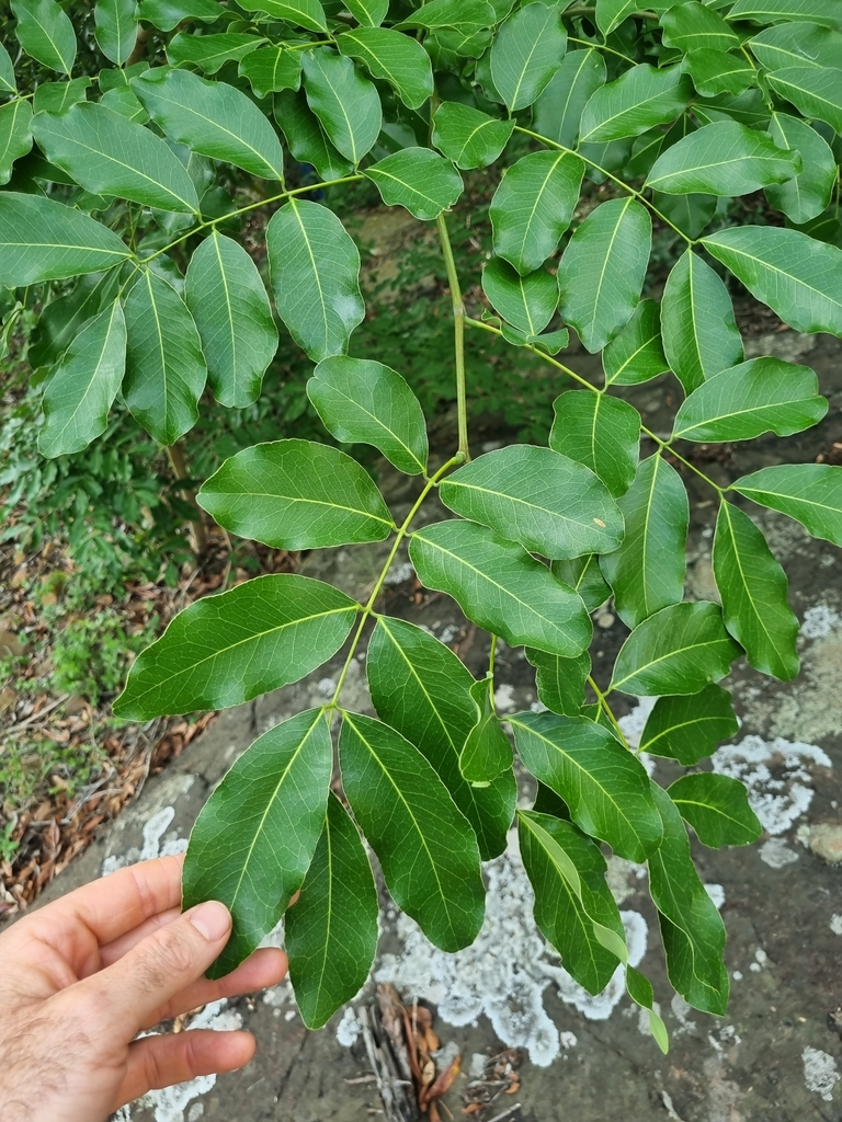 Pod-mahogany from Namaacha, Mozambique on November 14, 2022 at 03:40 PM ...