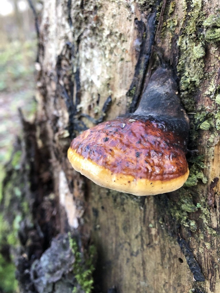 Red-banded polypores (Fungi - Van Damme, Mendo Nov 2022) · iNaturalist