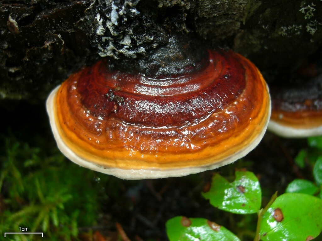 Red-banded polypores (Fungi - Van Damme, Mendo Nov 2022) · iNaturalist