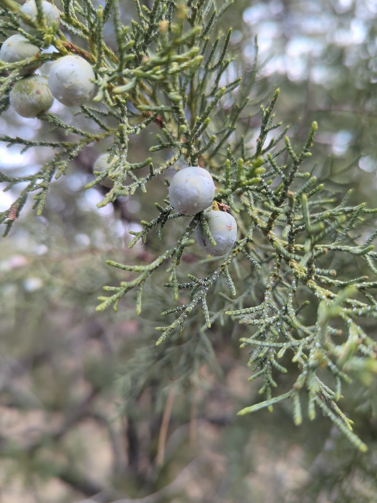 alligator juniper from Prescott on November 18, 2022 at 12:52 PM by ...