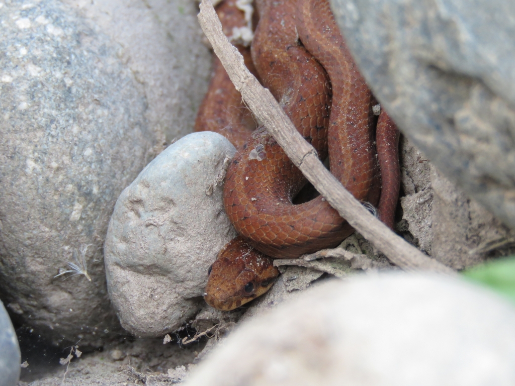 Chilean Slender Snake from Sagrada Familia, Maule, Chile on November 16 ...