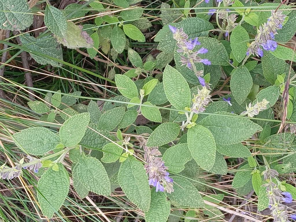 Bogotan Paramosage from Tunja, Boyacá, Colombia on November 18, 2022 at ...