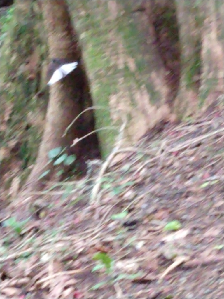 New Zealand Fantail from Kerikeri, New Zealand on September 06, 2018 at ...