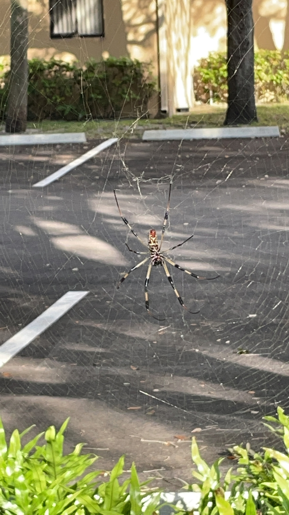 Golden Silk Spider from Miami Lakes on November 18, 2022 at 03:28 PM by ...
