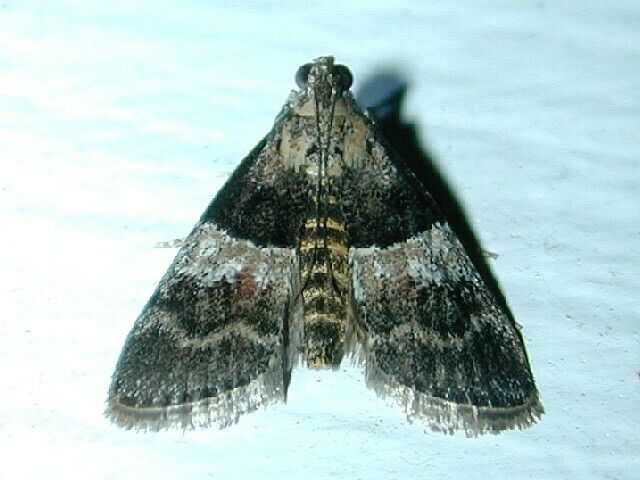 Pine Webworm Moth from Bedford Audubon Society, Katonah, NY, USA on ...