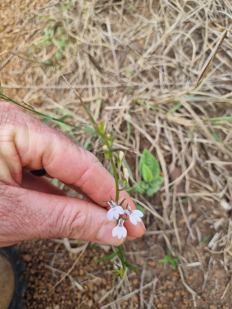 Floppy Lobelia from Namaacha, MZ-MP, MZ on November 16, 2022 at 09:55 ...