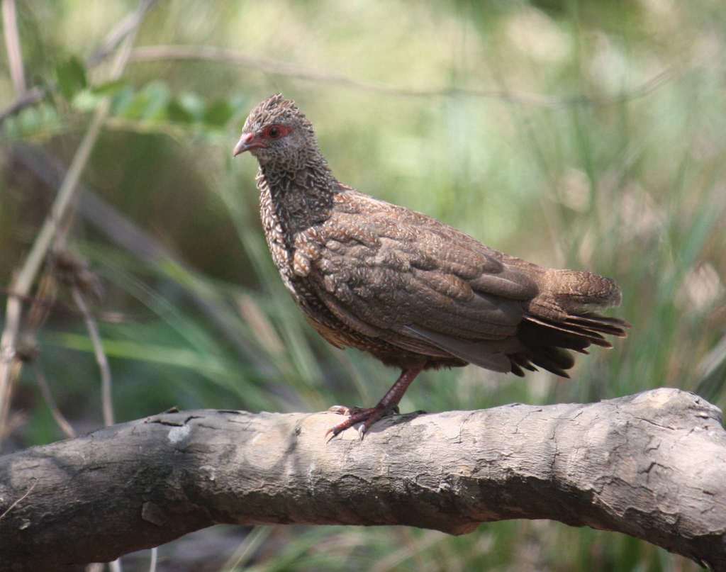 Stone Partridge (Birds of Orientale) · iNaturalist