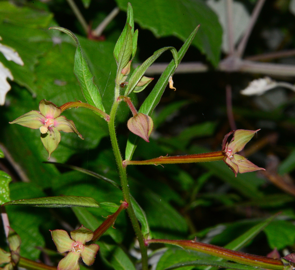 Ludwigia Octovalvis Aquarium