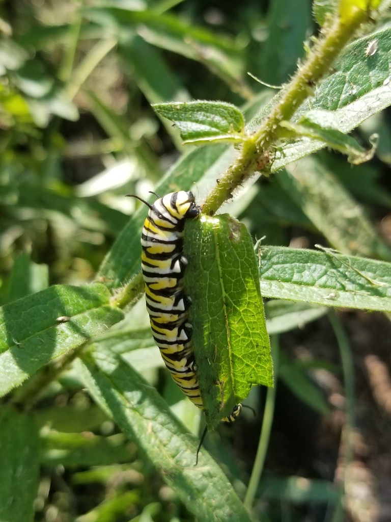 Monarch in September 2018 by campmonsters · iNaturalist