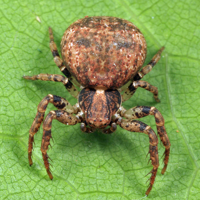 Ozyptila praticola from Groton, MA, USA on June 20, 2009 at 10:13 AM by ...