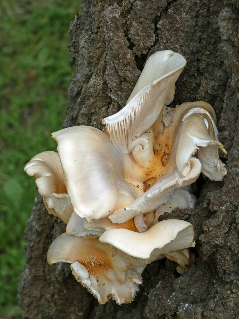 ghost fungus from Melbourne VIC, Australia on November 16, 2022 at 10: ...