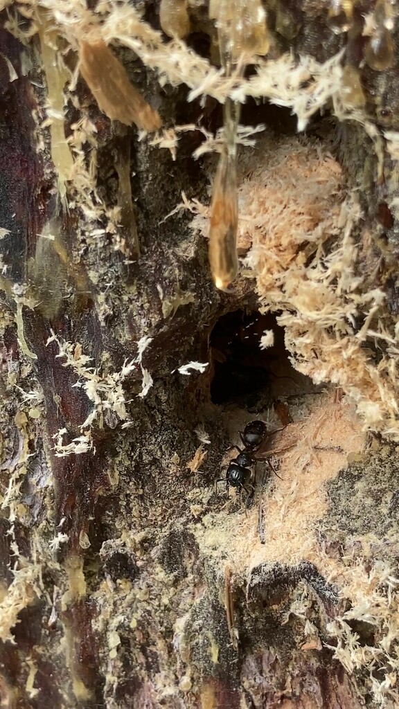 Hercules Ant from Columbia-Shuswap, BC, Canada on July 31, 2021 at 09: ...