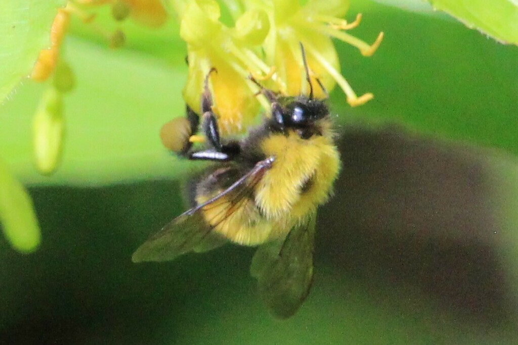Perplexing Bumble Bee from South End, Halifax, NS, Canada on 01 July ...