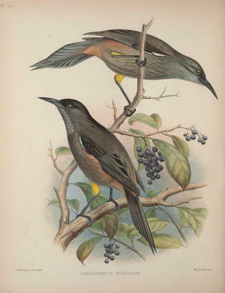 Hawaiian Honeyeaters (Mohoidae) - Avian Discovery