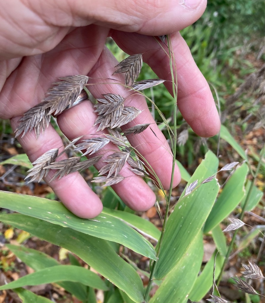inland wood oats from Georgetown, TX, USA on November 18, 2022 at 09:10 ...