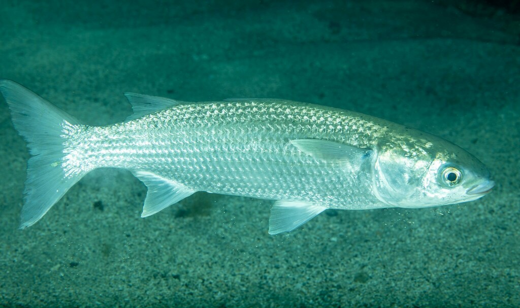 Mullets from Emily Bay, Kingston 2899, Norfolk Island on November 11 ...