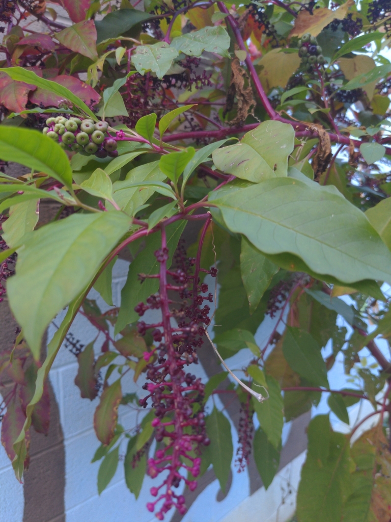 American pokeweed from Jonestown, Baltimore, MD, USA on November 18 ...