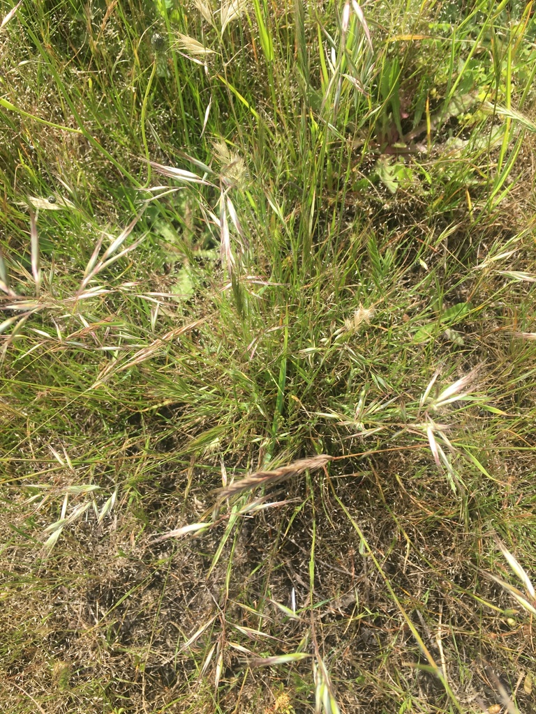 Common Wallaby-grass from Colac-Ballarat Rd, Rokewood, VIC, AU on ...