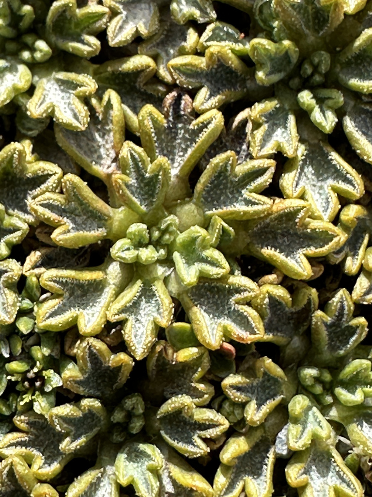 Balsam-bog from Ushuaia Department, Tierra del Fuego Province ...