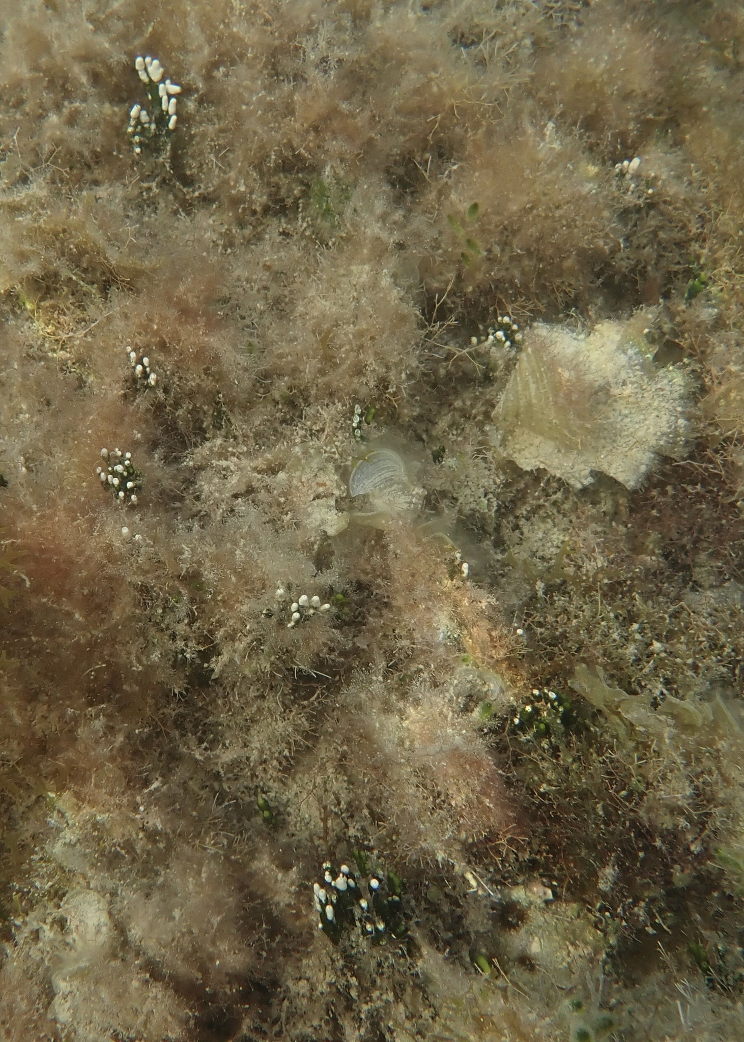 Halimeda monile (J.Ellis & Sol.) J.V.Lamour., 1816