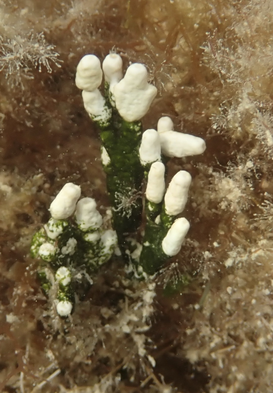 Halimeda monile (J.Ellis & Sol.) J.V.Lamour., 1816