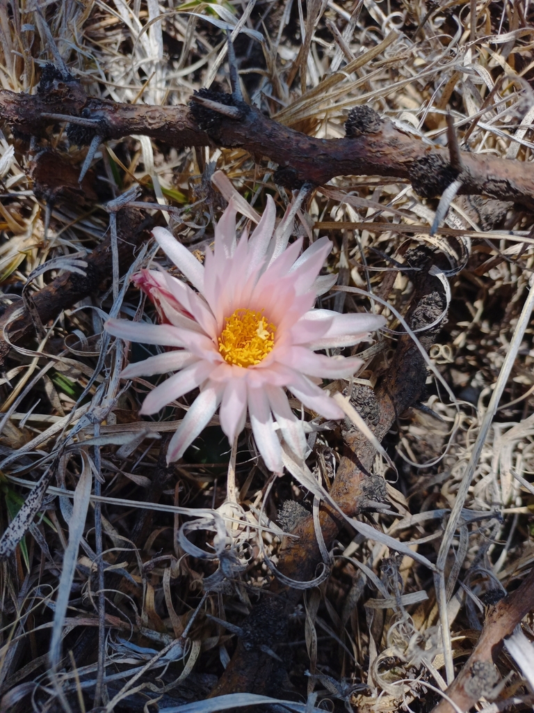 Coryphantha ottonis from Tepotzotlán, State of Mexico, Mexic on April ...
