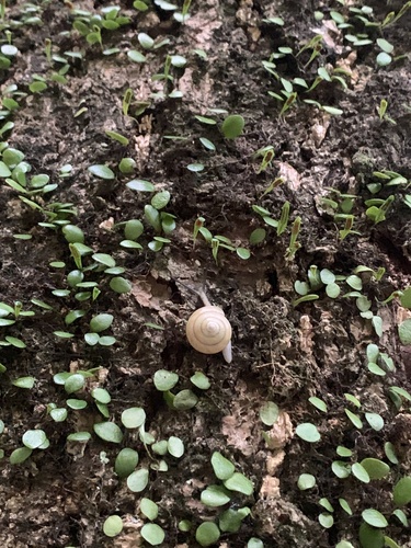 Subspecies Euhadra dixoni montivaga · iNaturalist