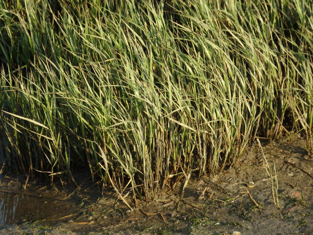Small Cord-grass (Myoli Beacch - Rehab Species) · iNaturalist