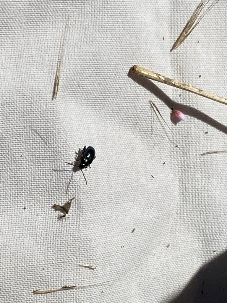 Skeletonizing Leaf and Flea Beetles from Glebe Park, Bega, NSW, AU on ...