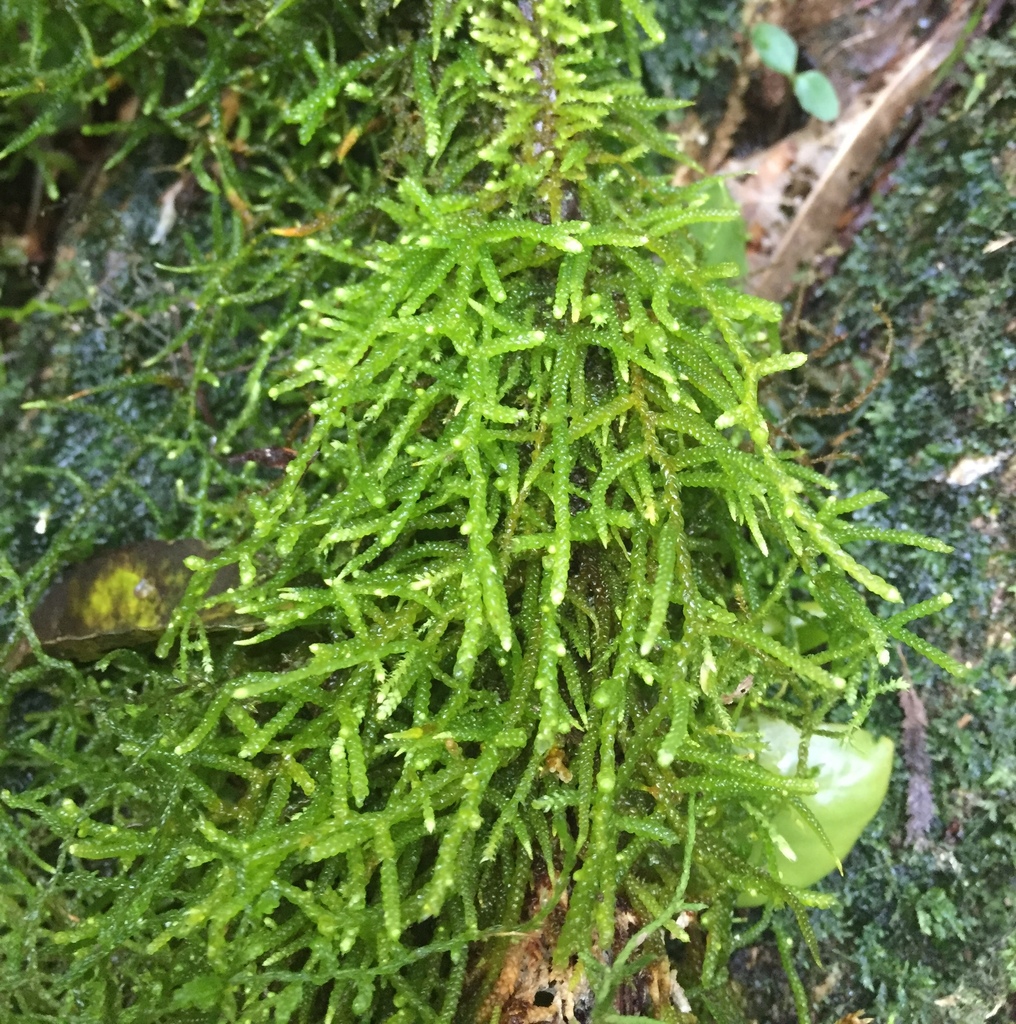 Papillaria from 4386, Inglewood, Taranaki, NZ on September 6, 2018 at ...