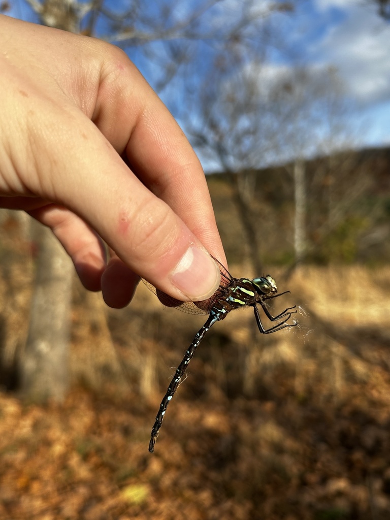 Shadow Darner from Allegany College of Maryland, Cumberland, MD, US on ...
