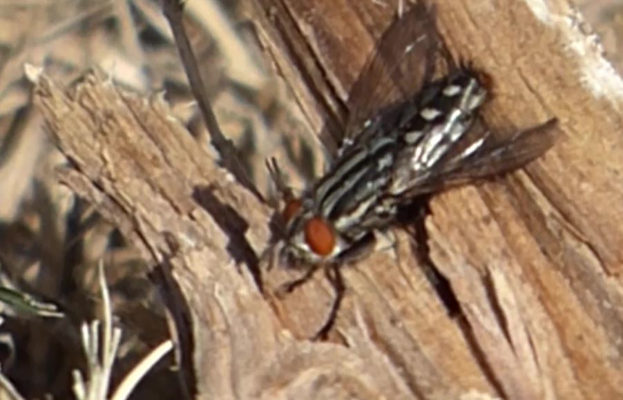 Flies from Denton, TX 76209, USA on November 26, 2017 at 02:29 AM by ...
