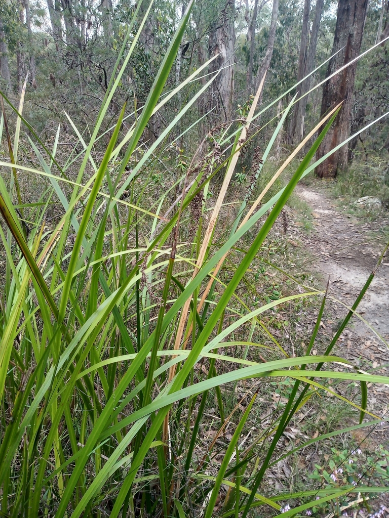 tall sword-sedge from Cardinia - North, AU-VI, AU on November 19, 2022 ...