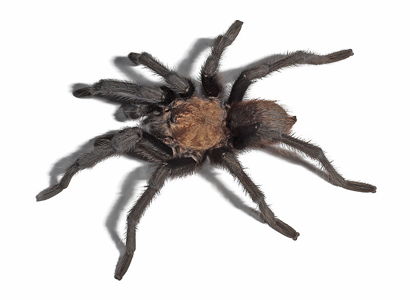 Texas Brown Tarantula (Tarantulas and Trapdoor Spiders of the United ...