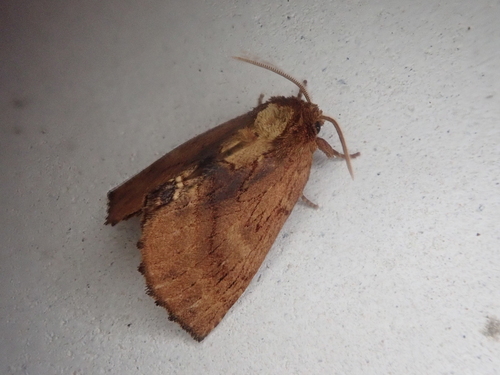 Subspecies Ptilodon capucina kuwayamae · iNaturalist United Kingdom